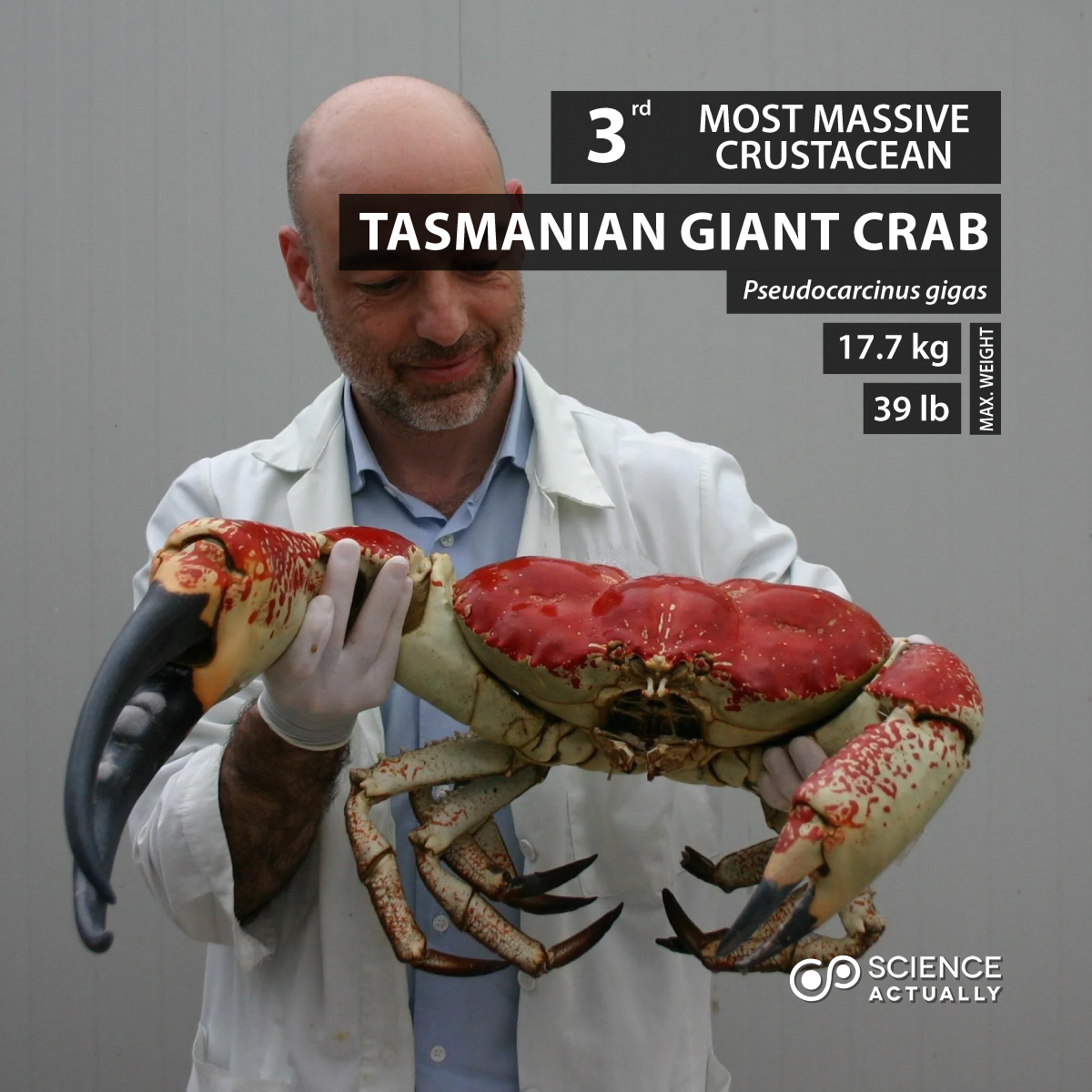 Top Ten Biggest Crustaceans – Science Actually