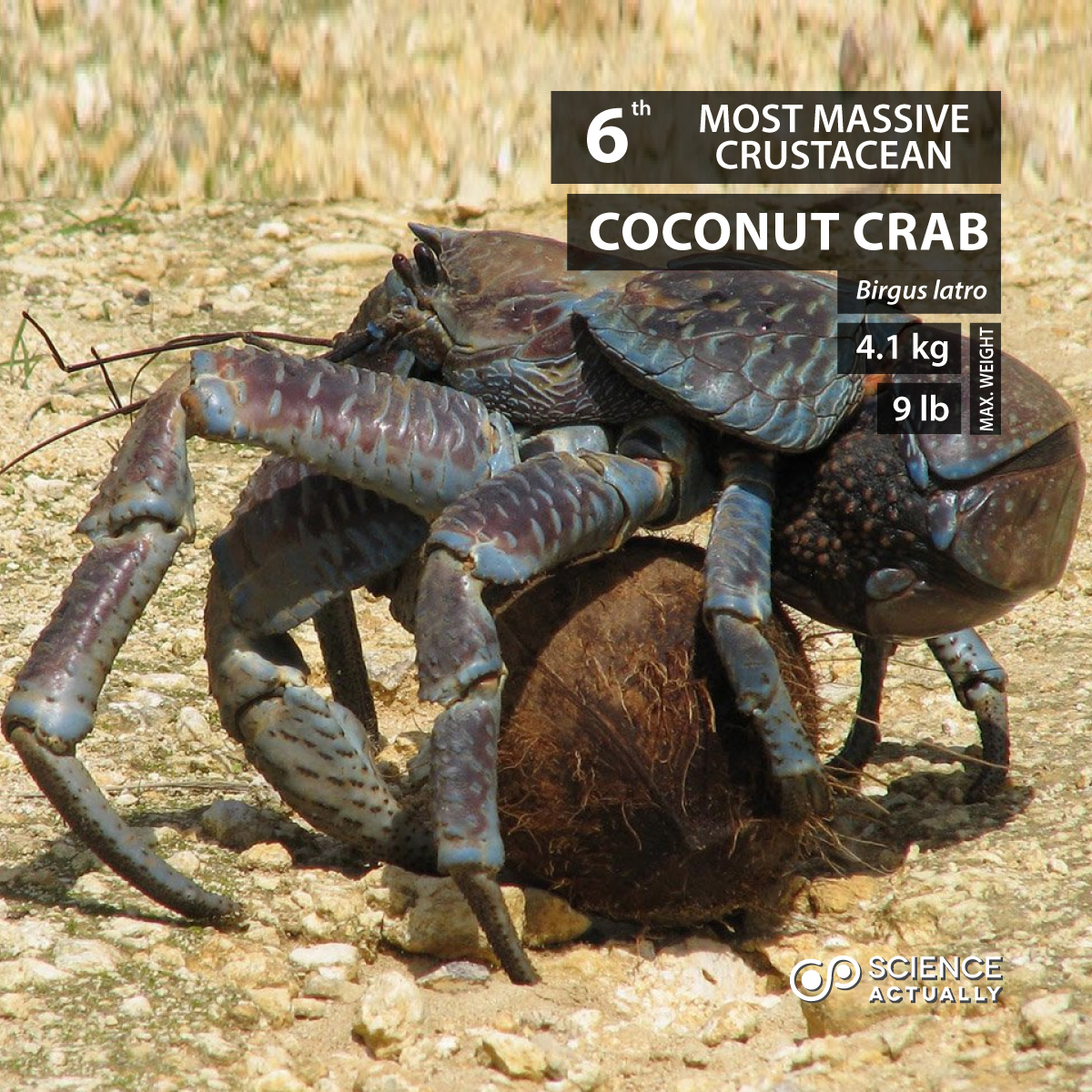 Top Ten Biggest Crustaceans – Science Actually