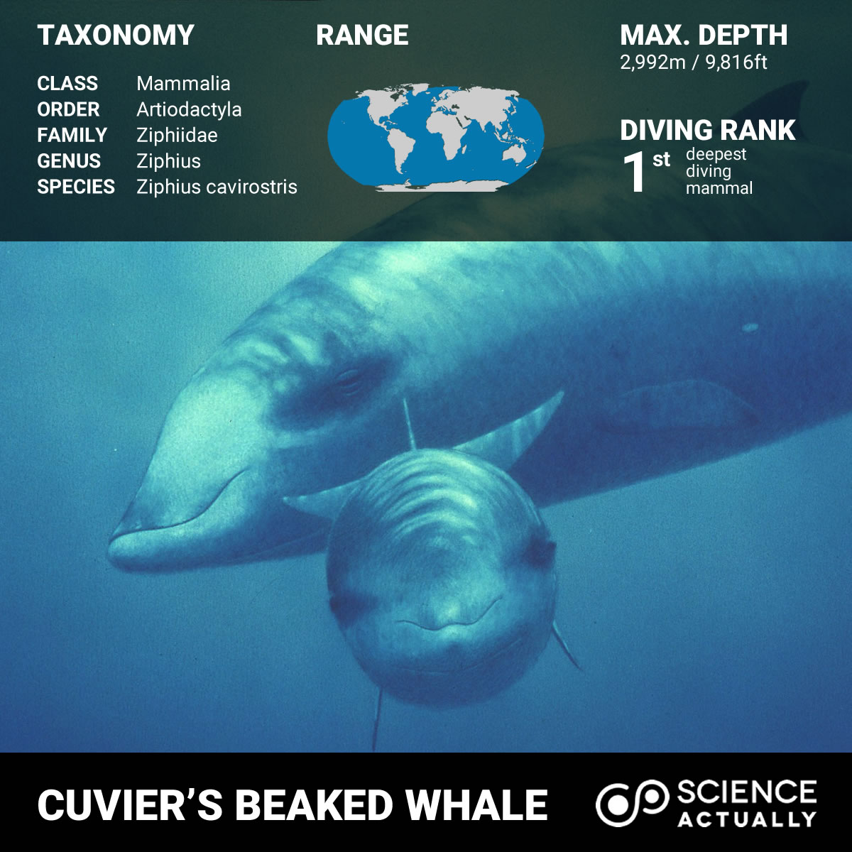 Top Ten Deepest Diving Animals – Science Actually