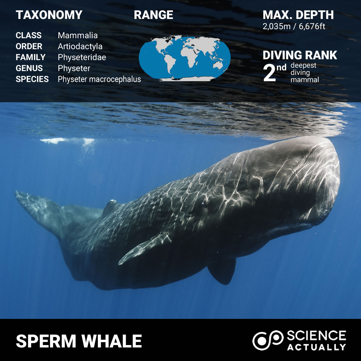 Top Ten Deepest Diving Animals – Science Actually