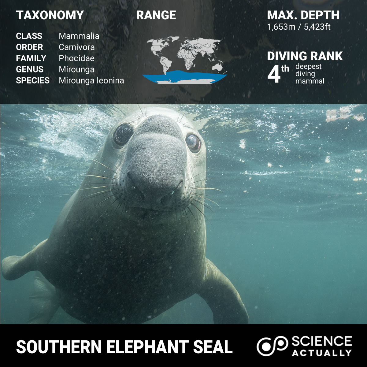 Top Ten Deepest Diving Animals – Science Actually