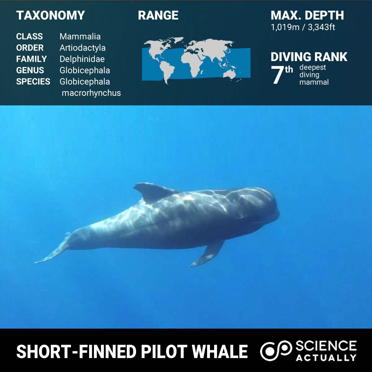 Top Ten Deepest Diving Animals – Science Actually