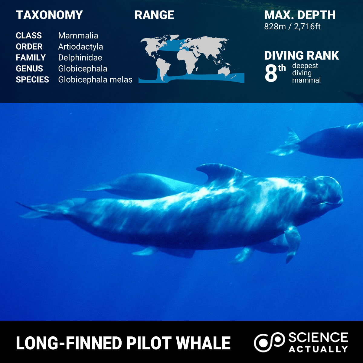 Top Ten Deepest Diving Animals – Science Actually