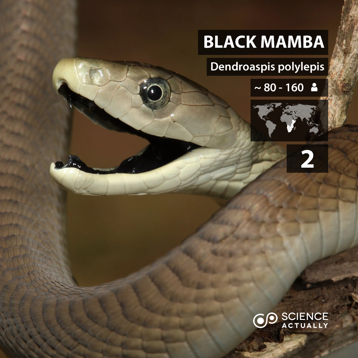 Top Ten Most Venomous Snakes – Science Actually